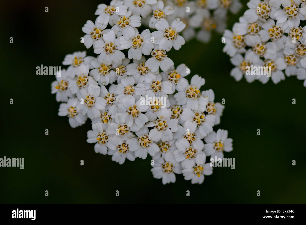 White mountain flowers hi-res stock photography and images - Alamy