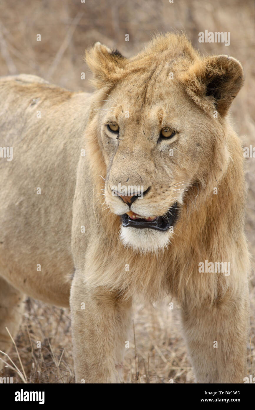 Lion standing up hi-res stock photography and images - Alamy