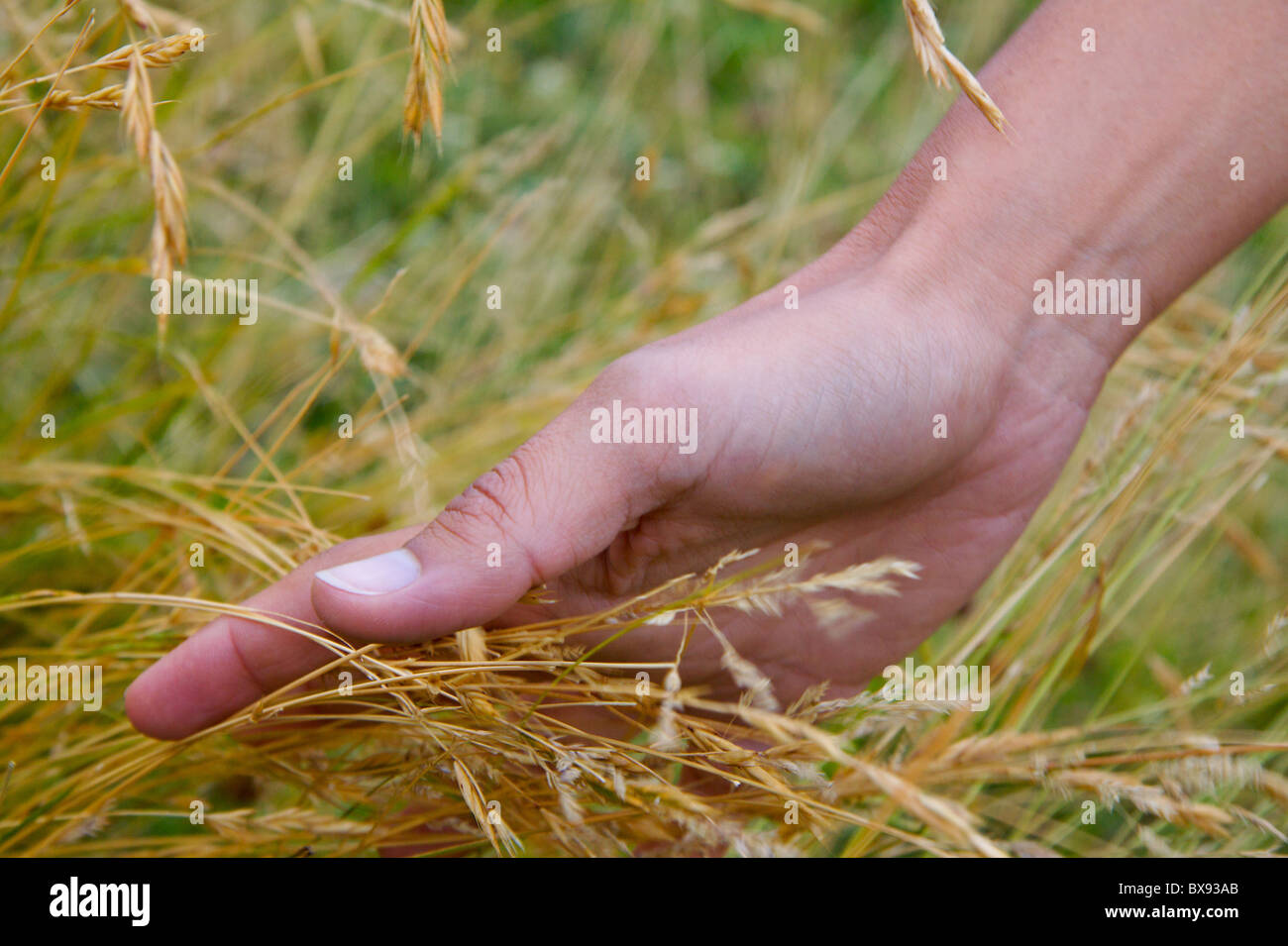 Hand touching crop Stock Photo - Alamy
