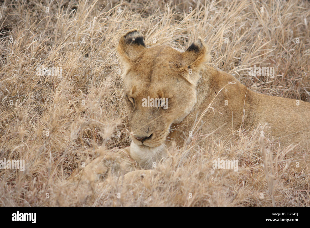 Lion dozing in the savannah Stock Photo - Alamy