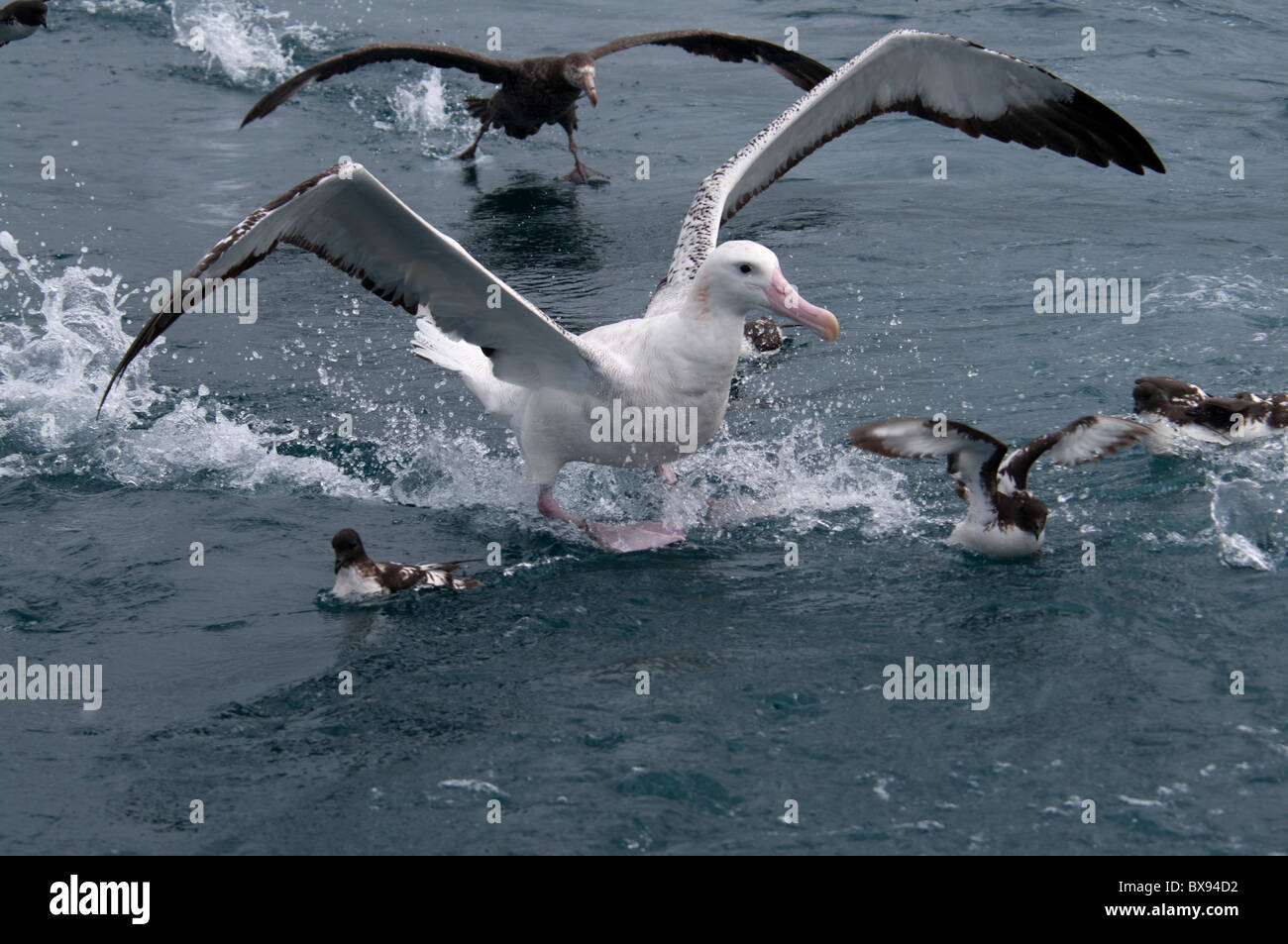 Wandering Albatros landing from Pacific Ocean, Wanderalbatros landet im ...