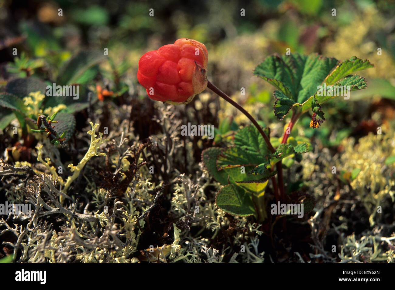 Cloudberry (Rubus chamaemorus Stock Photo - Alamy
