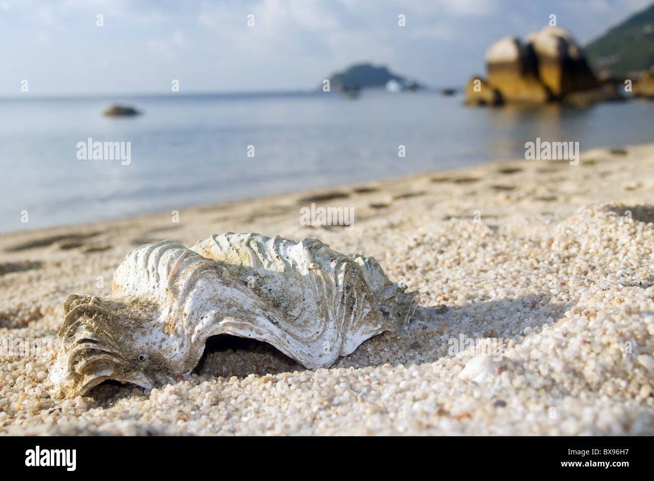 Giant clam - Tridacna Gigas on beach Stock Photo - Alamy