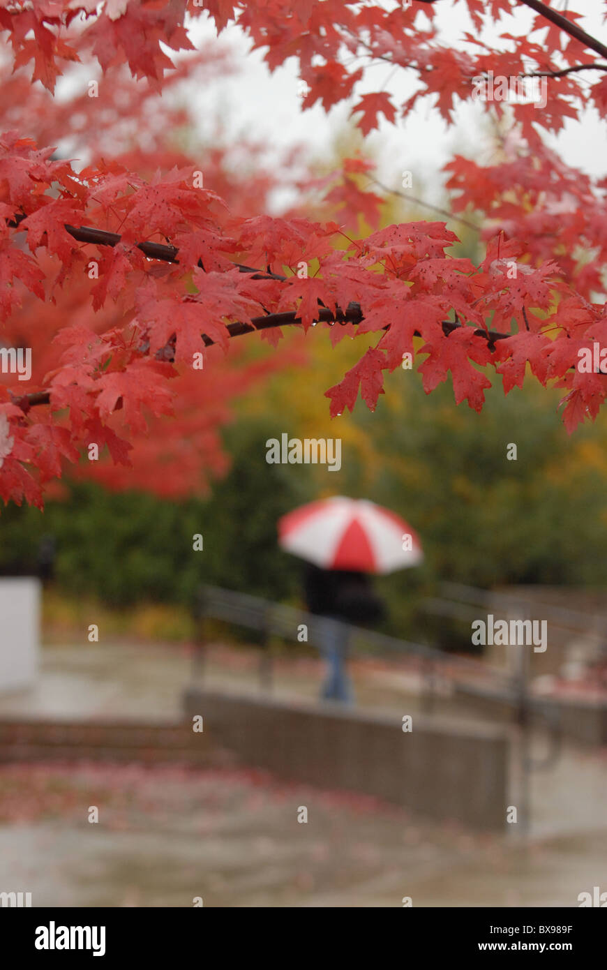Fall autumn vermont maple tree hi-res stock photography and images - Alamy