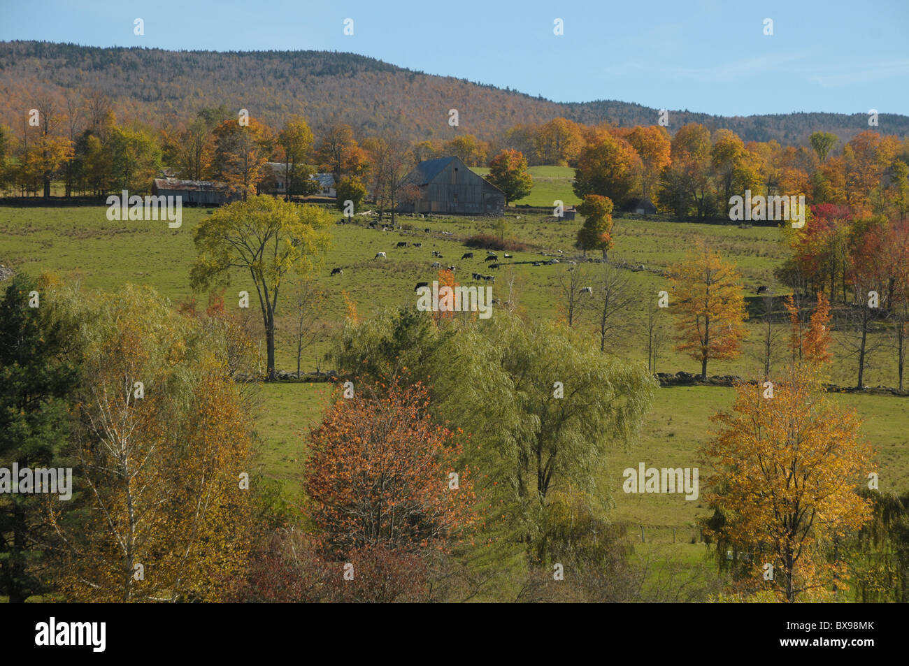 Farming cows hi-res stock photography and images - Alamy