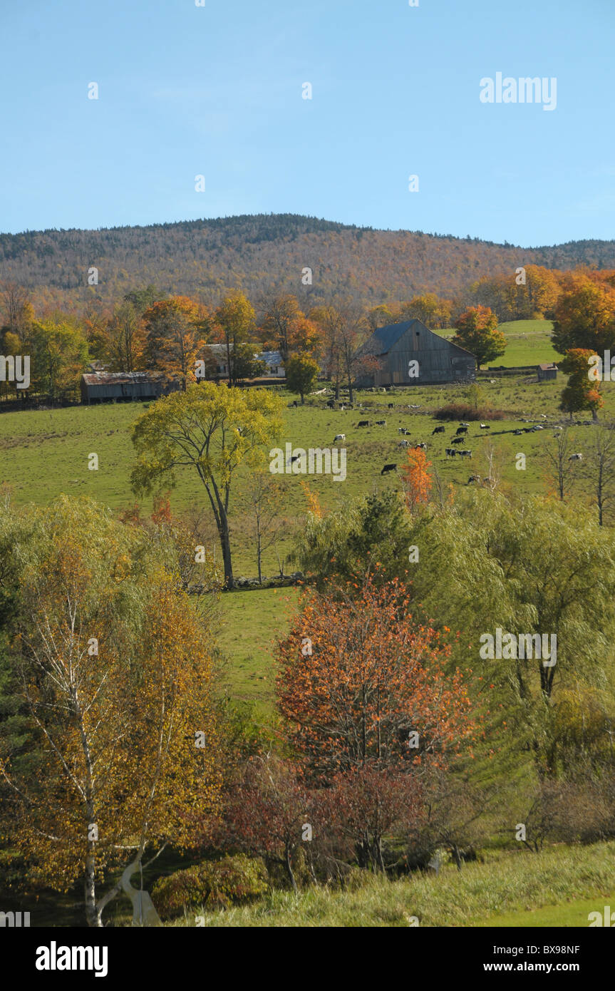 Farming cows hi-res stock photography and images - Alamy