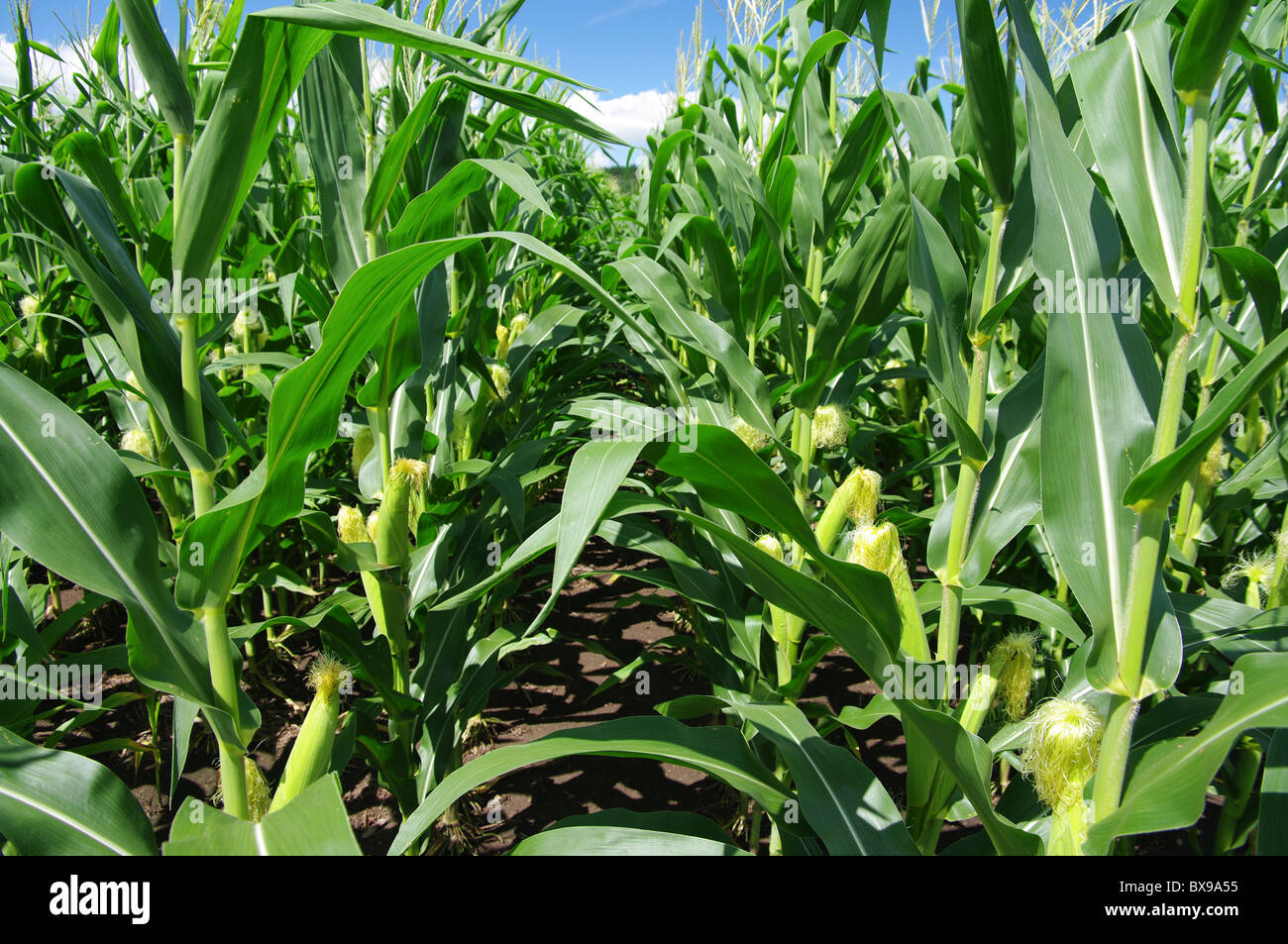 Row young traditional vegetable garden hi-res stock photography and ...