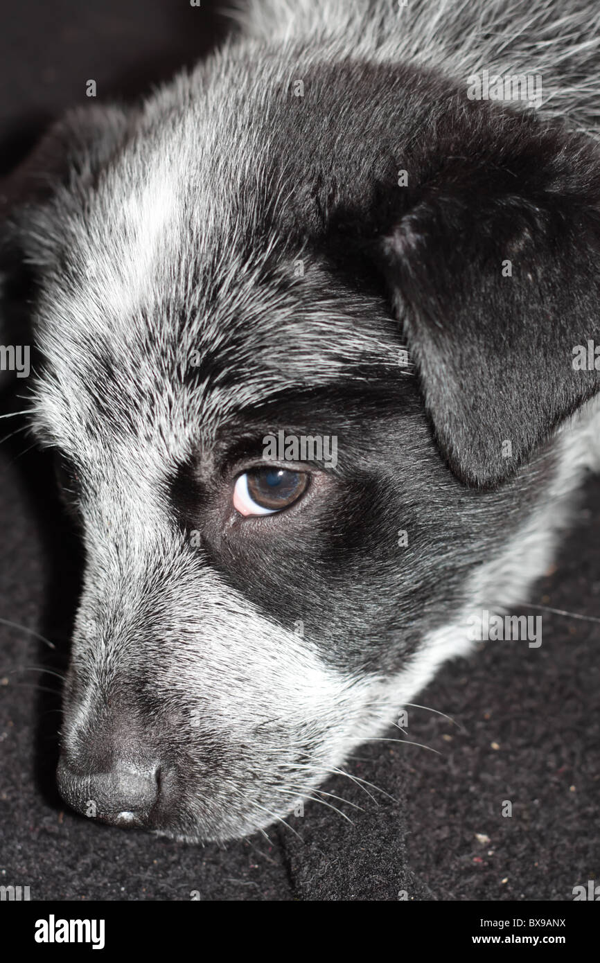 Cute black and one puppy - Staring Eyes Stock Photo - Alamy