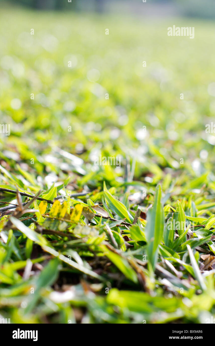 a close up view of grass, for concepts background Stock Photo - Alamy