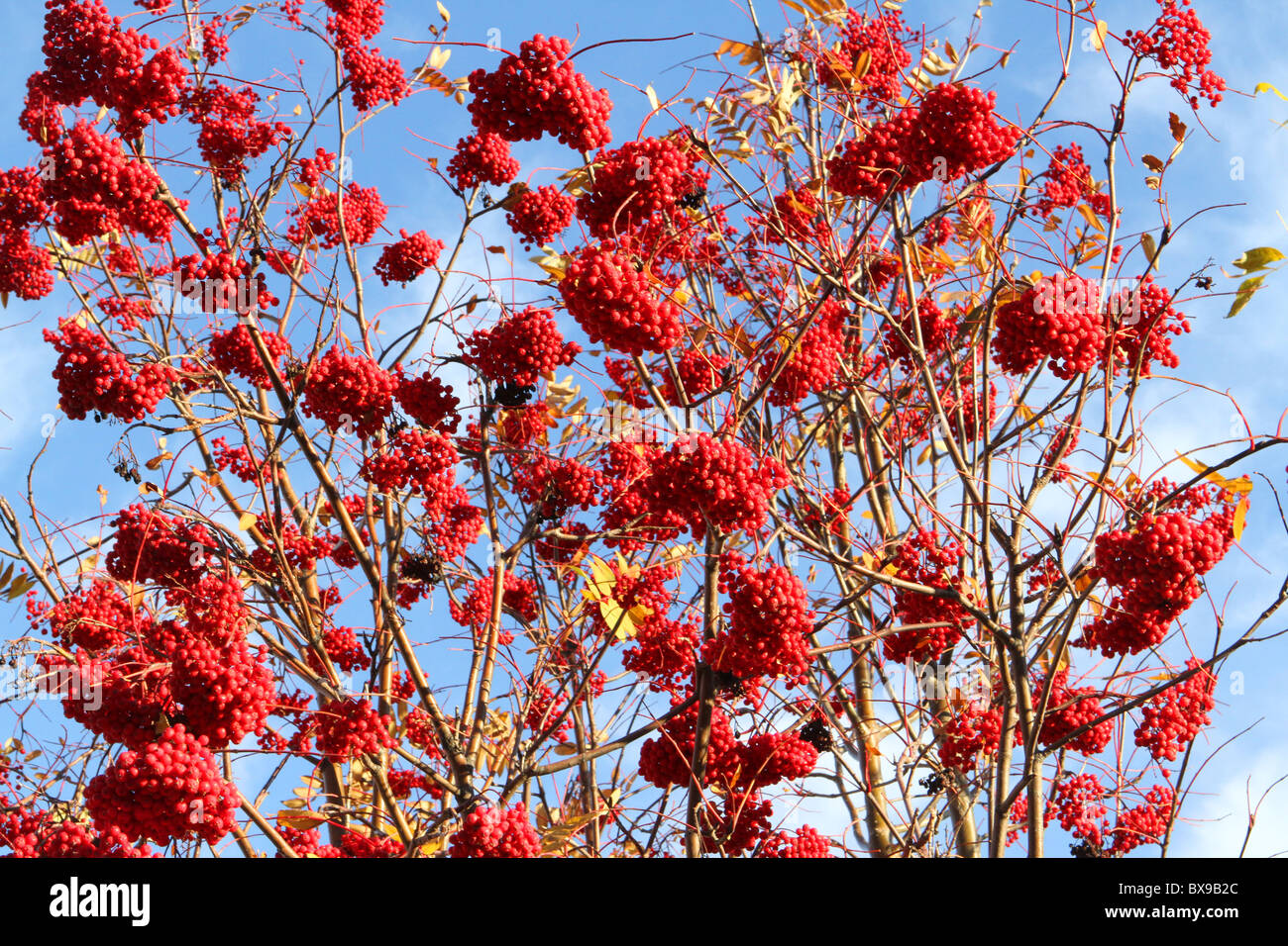Berries of wild ash hi-res stock photography and images - Alamy