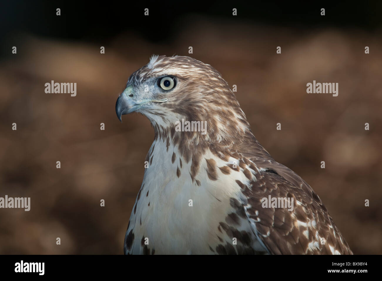Red tailed hawk perched hi-res stock photography and images - Alamy