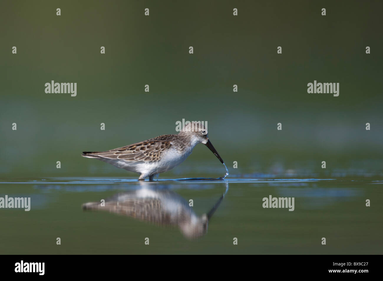 Western Sandpiper feeding in shallow water Stock Photo - Alamy