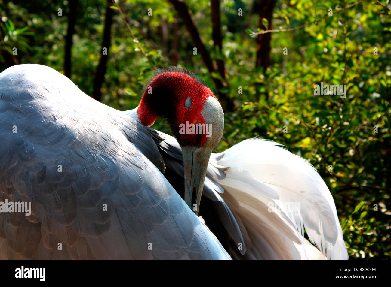 Indian crane bird hi-res stock photography and images - Alamy