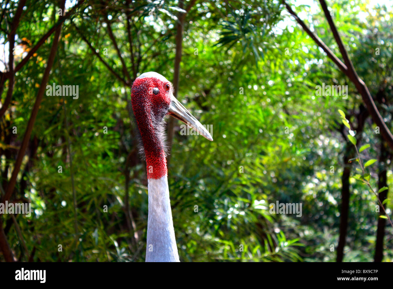 Indian crane bird hi-res stock photography and images - Alamy