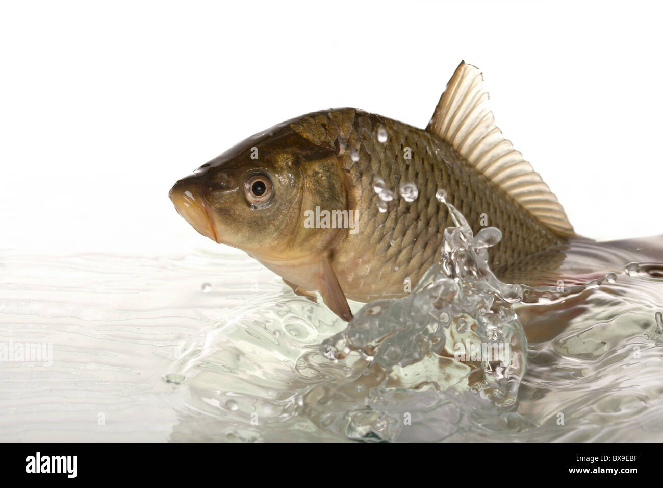 Big carp floats in transparent water Stock Photo - Alamy