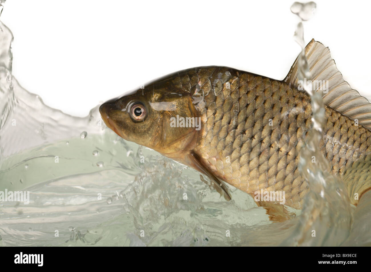 Big carp floats in transparent water Stock Photo - Alamy