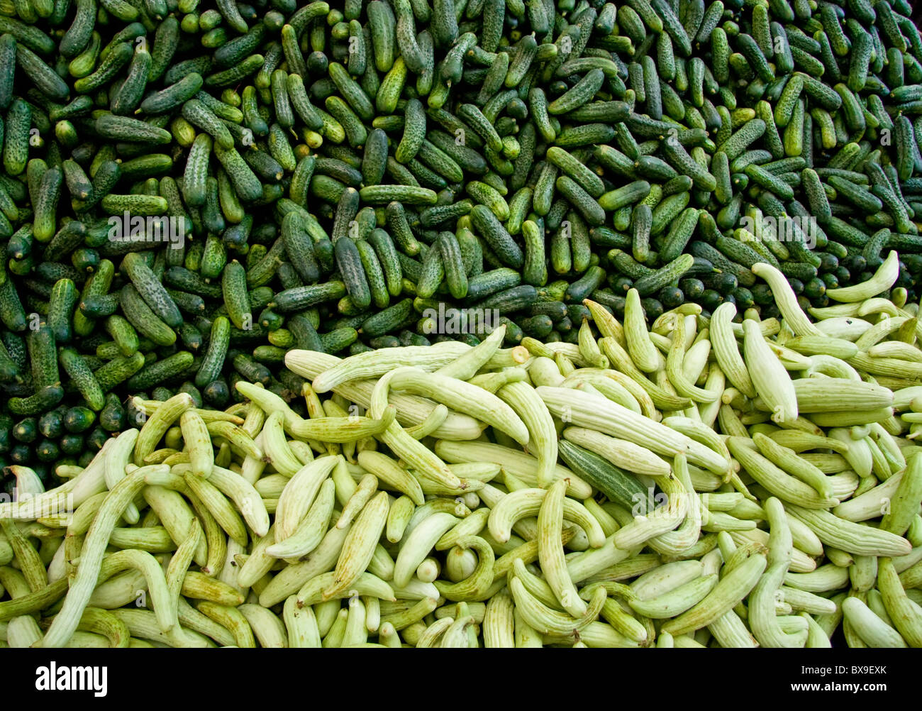 Vegetable cucumber gherkin hi-res stock photography and images - Alamy