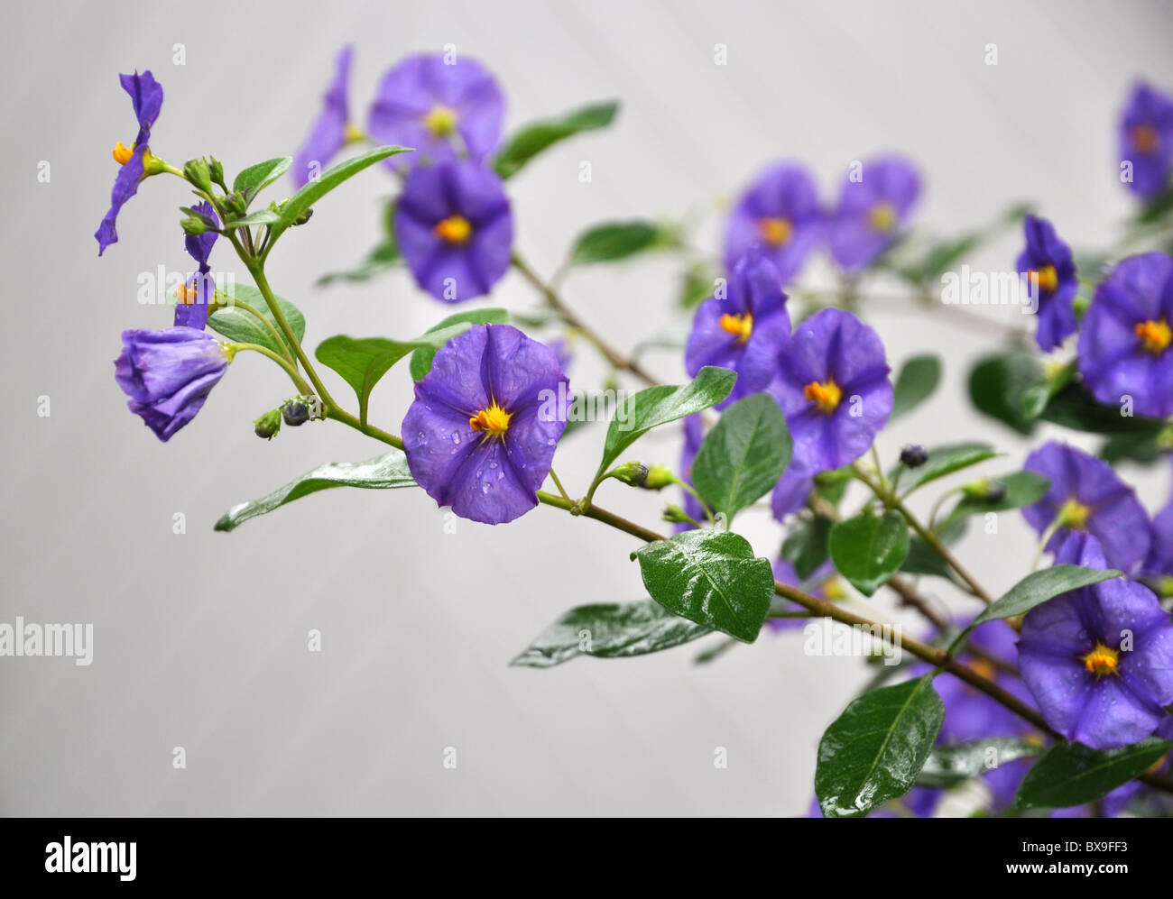 Solanum rantonetti hi-res stock photography and images - Alamy