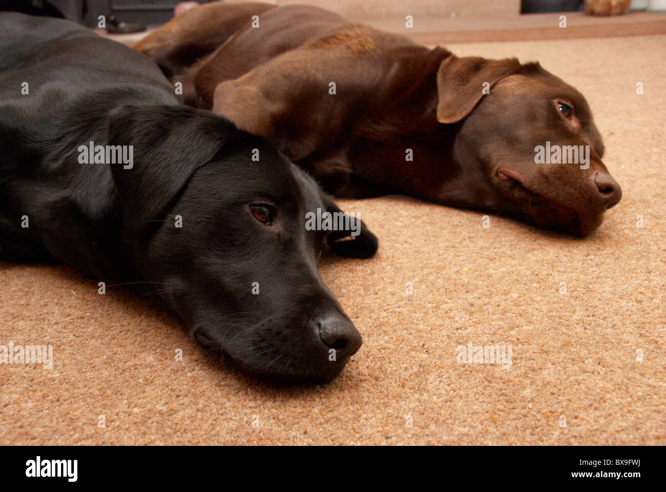 smooth haired Labrador retrievers Stock Photo - Alamy