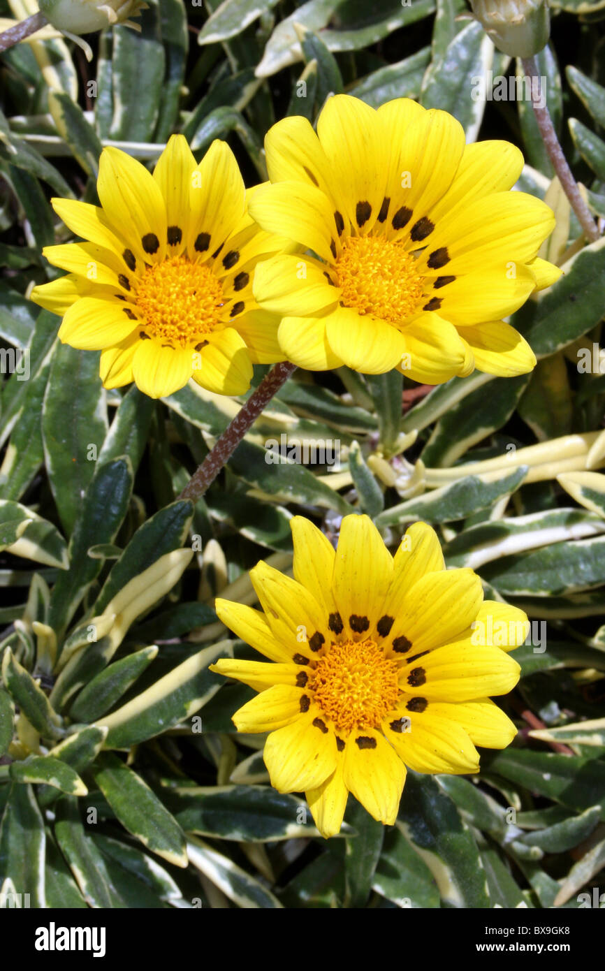 Ethiopian flowers hi-res stock photography and images - Alamy