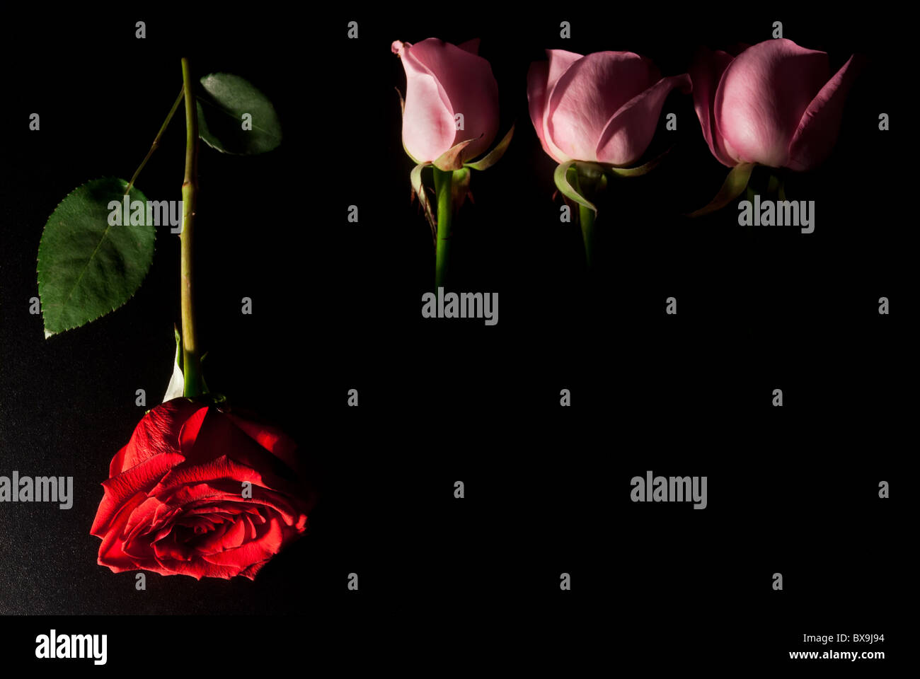 Rose three flower head leaf hi-res stock photography and images - Alamy