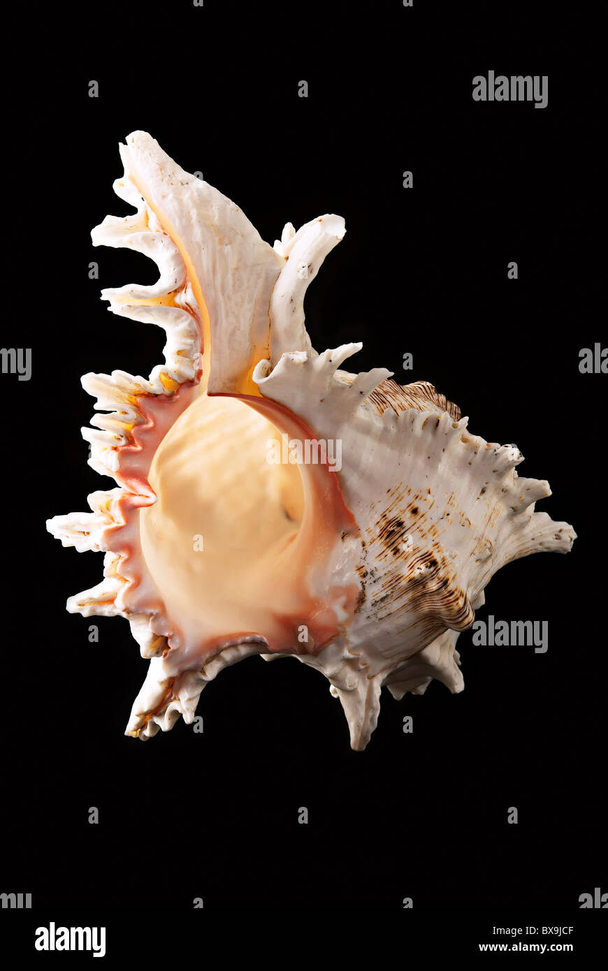 Black tropical fish over hi-res stock photography and images - Alamy