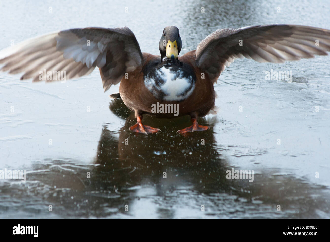 Mallard hybrid duck hi-res stock photography and images - Alamy