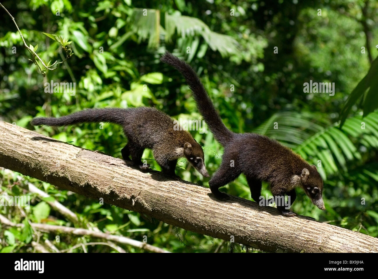 Coati mundi "Nasua narica" in Arenal, Costa Rica Stock Photo - Alamy