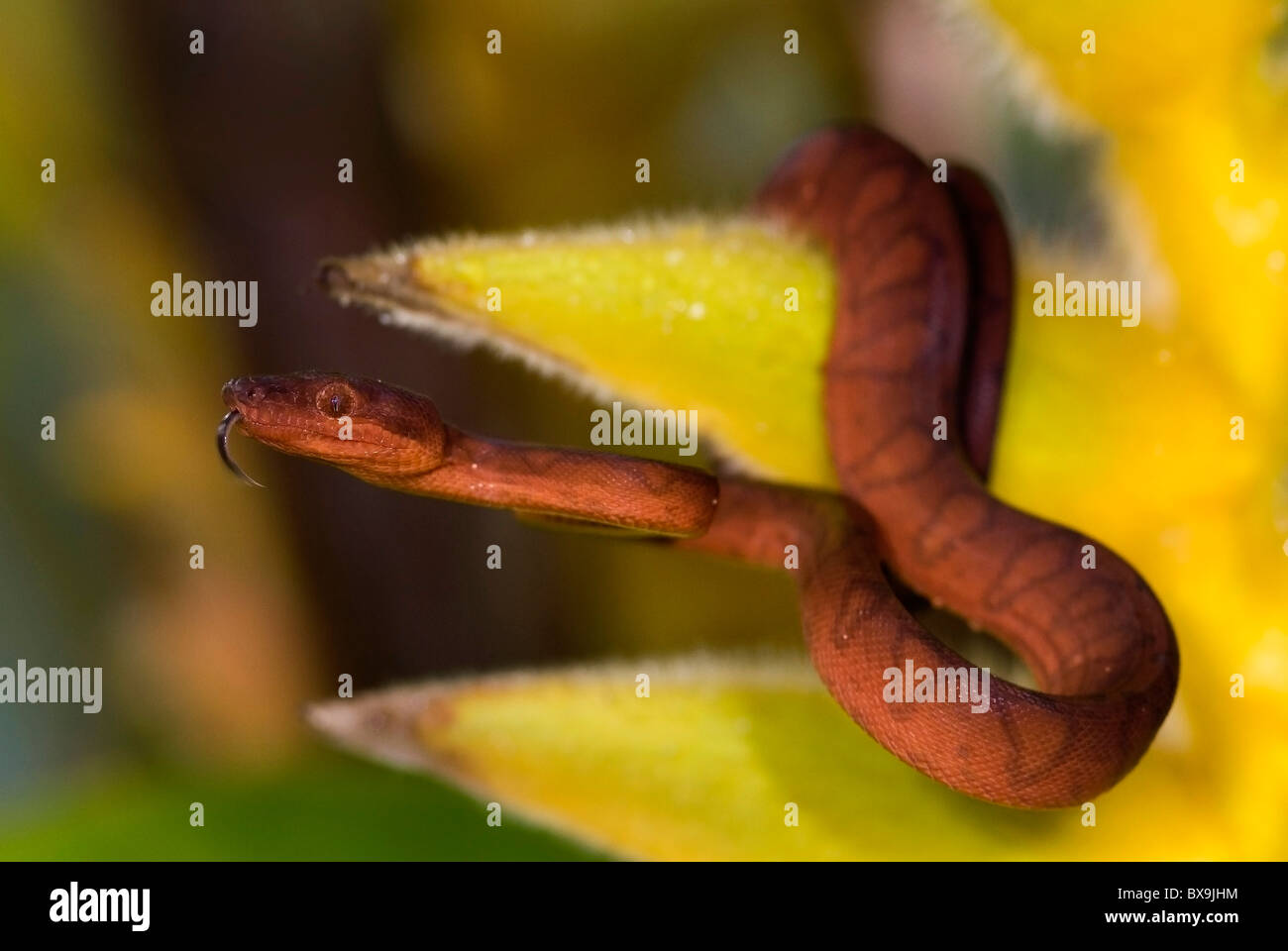 Boa tree snake hi-res stock photography and images - Alamy