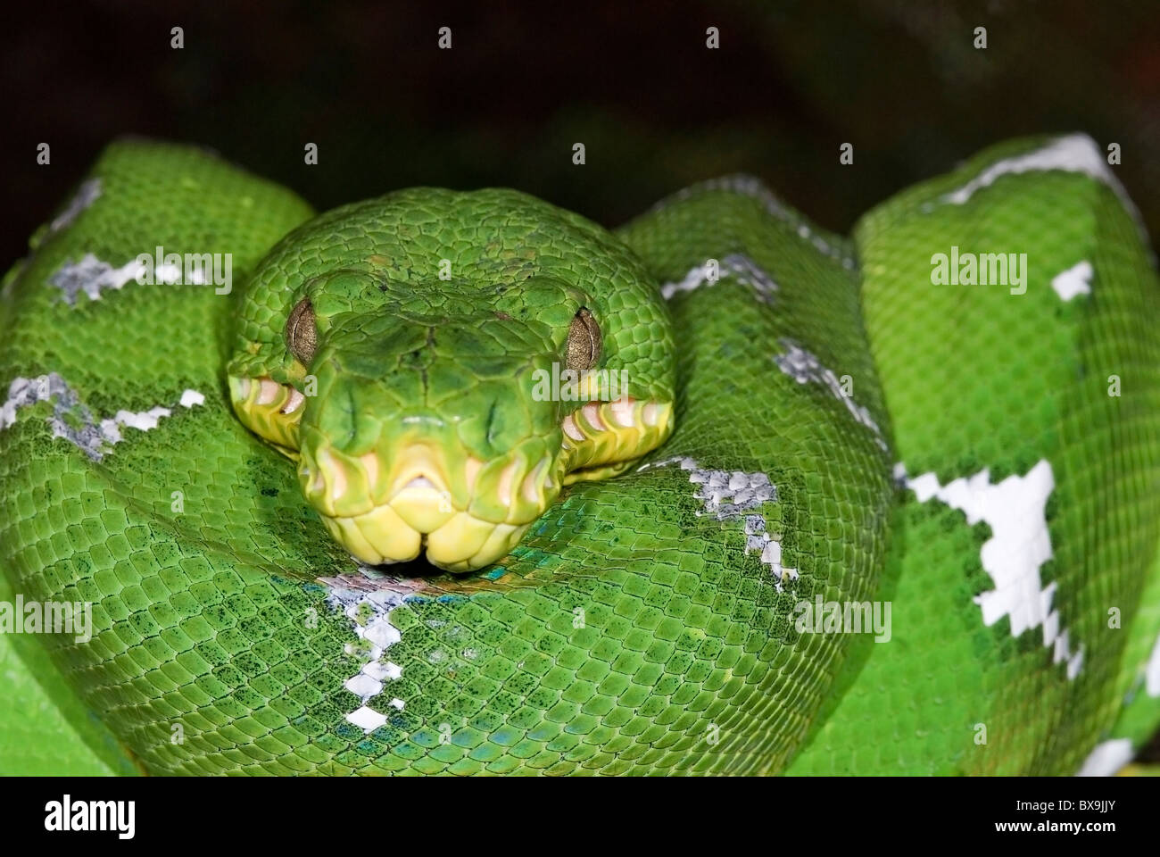 Boa tree snake hi-res stock photography and images - Alamy