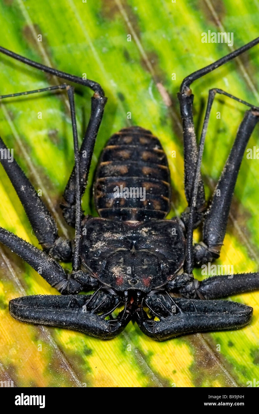 Scorpion costa rica hi-res stock photography and images - Alamy