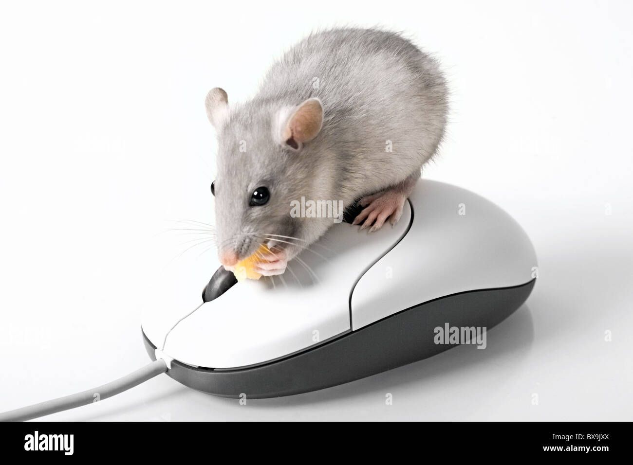 Rat and computer mouse hi-res stock photography and images - Alamy