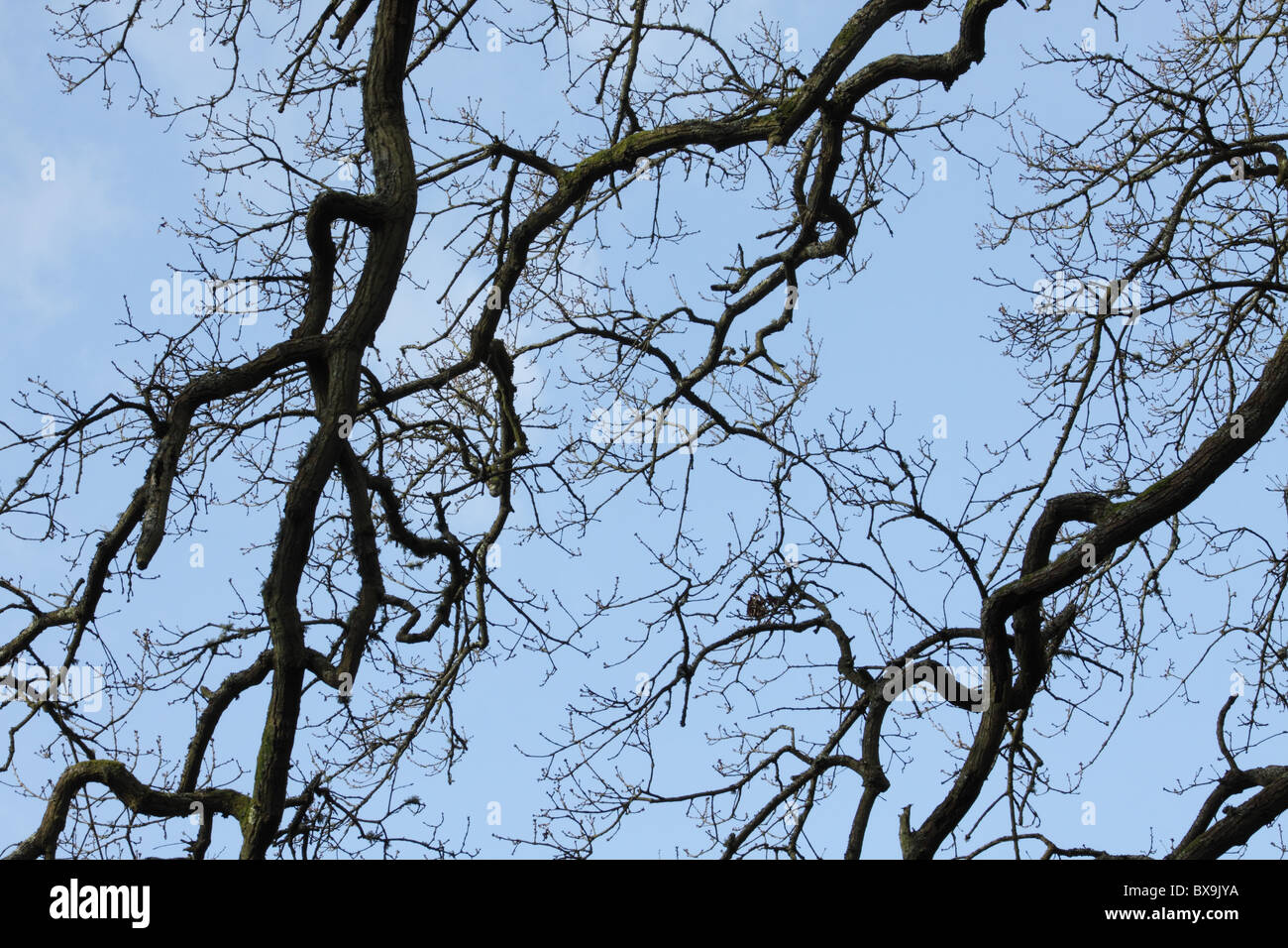 English oak tree in winter hi-res stock photography and images - Alamy