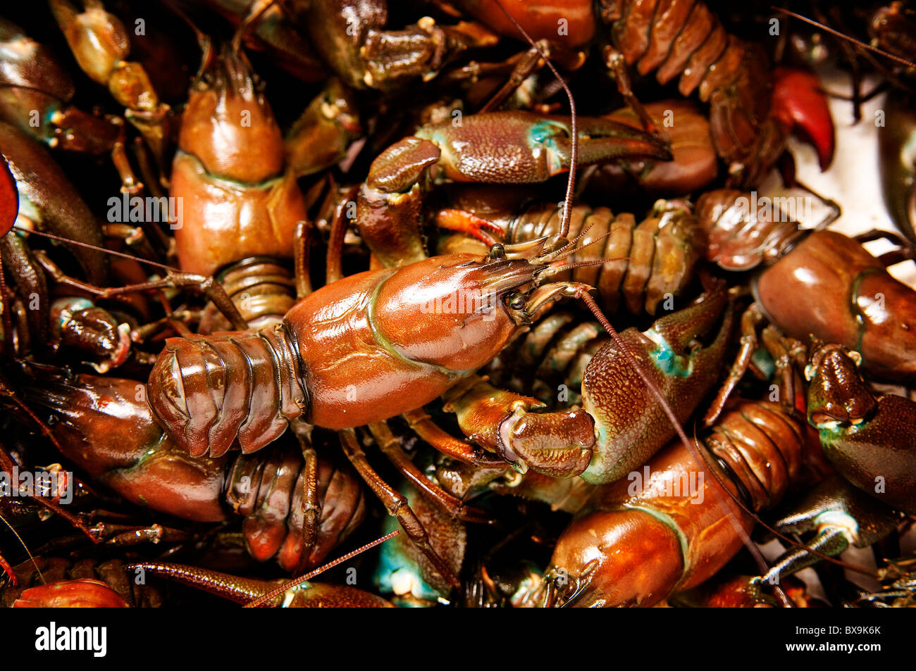 Cray fish hi-res stock photography and images - Alamy