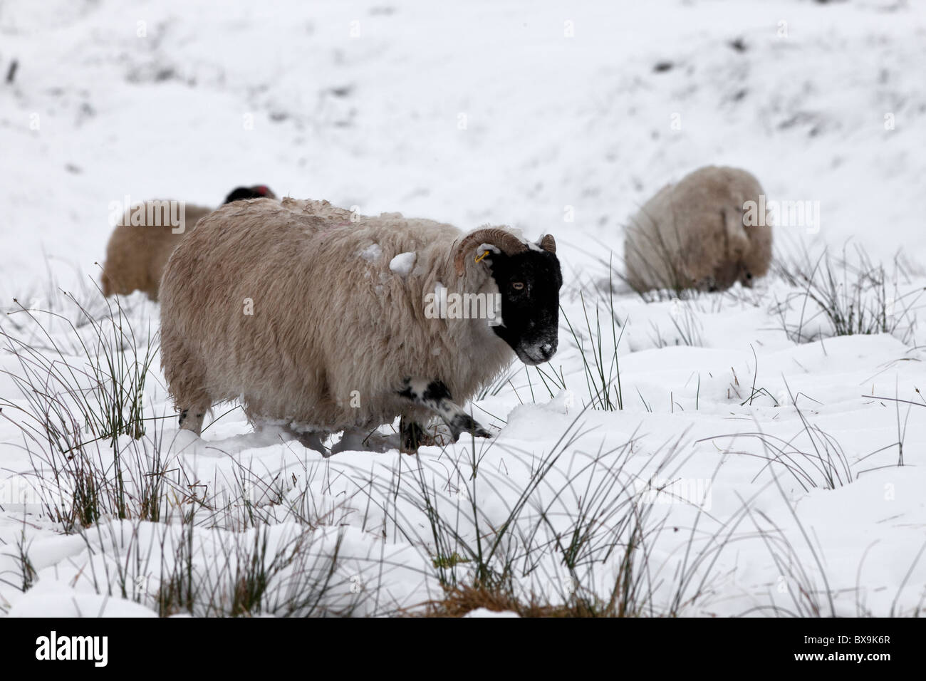 Sheep hoof hi-res stock photography and images - Alamy