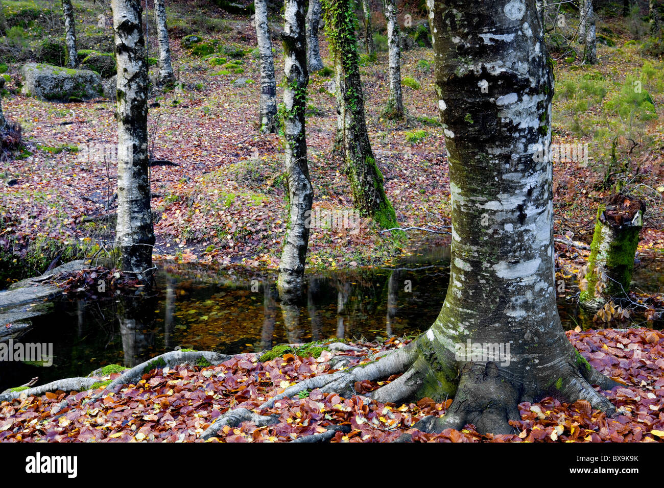 forest details of the portuguese national park Stock Photo - Alamy