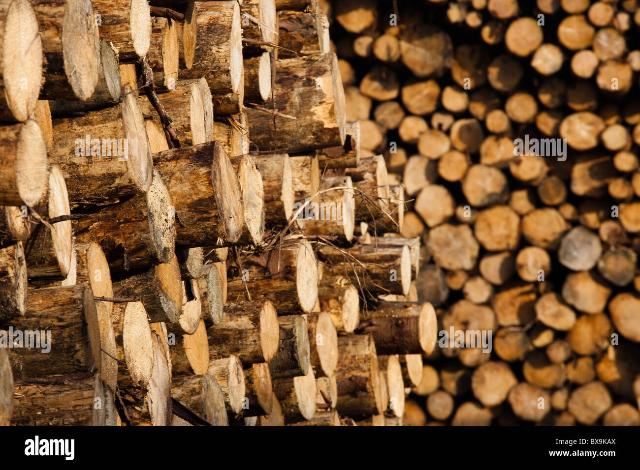 cut and stacked soft wood timber in a storage yard before being ...
