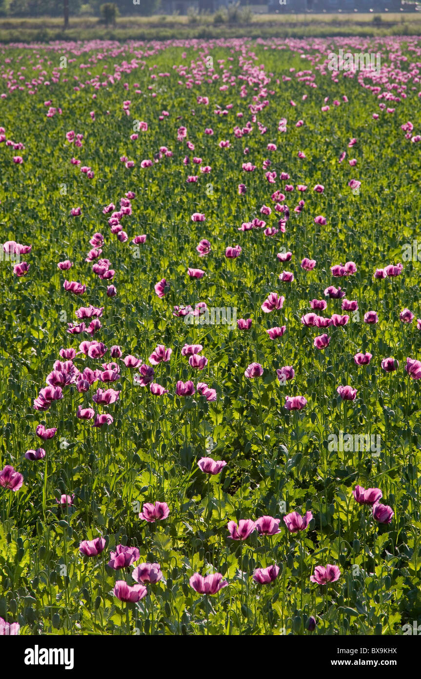 Purple Poppy Field Stock Photo - Alamy