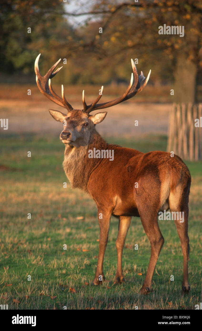 British red deer stags hi-res stock photography and images - Alamy