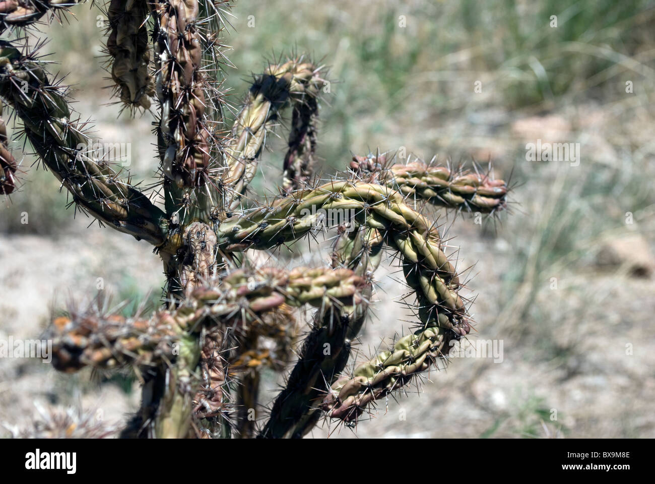 A series of Cane Cholla (Cylindropuntia imbricata) stems and spines in ...