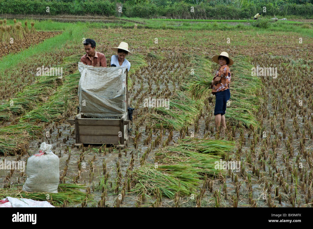 China rice paddy workers hi-res stock photography and images - Alamy
