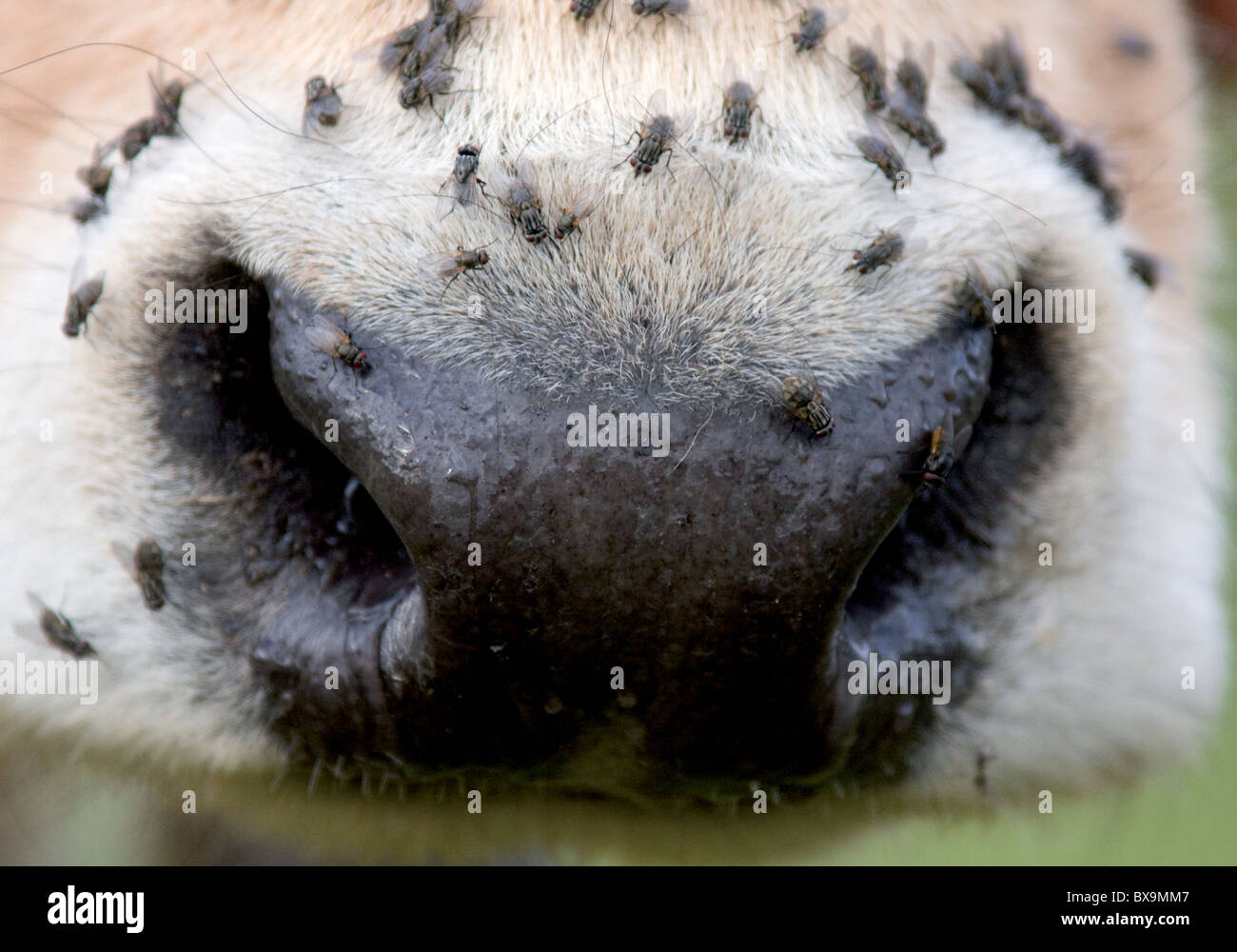 Vacas vaca hi-res stock photography and images - Alamy
