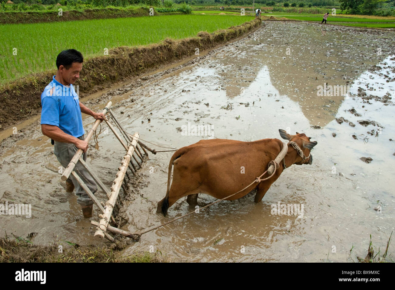 China Rice Paddy Worker High Resolution Stock Photography and Images ...