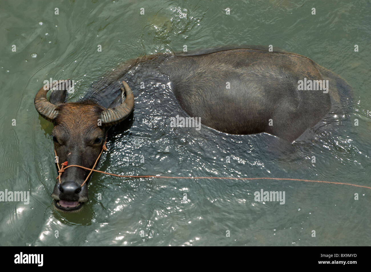 Buffalos bathing in water hi-res stock photography and images - Alamy