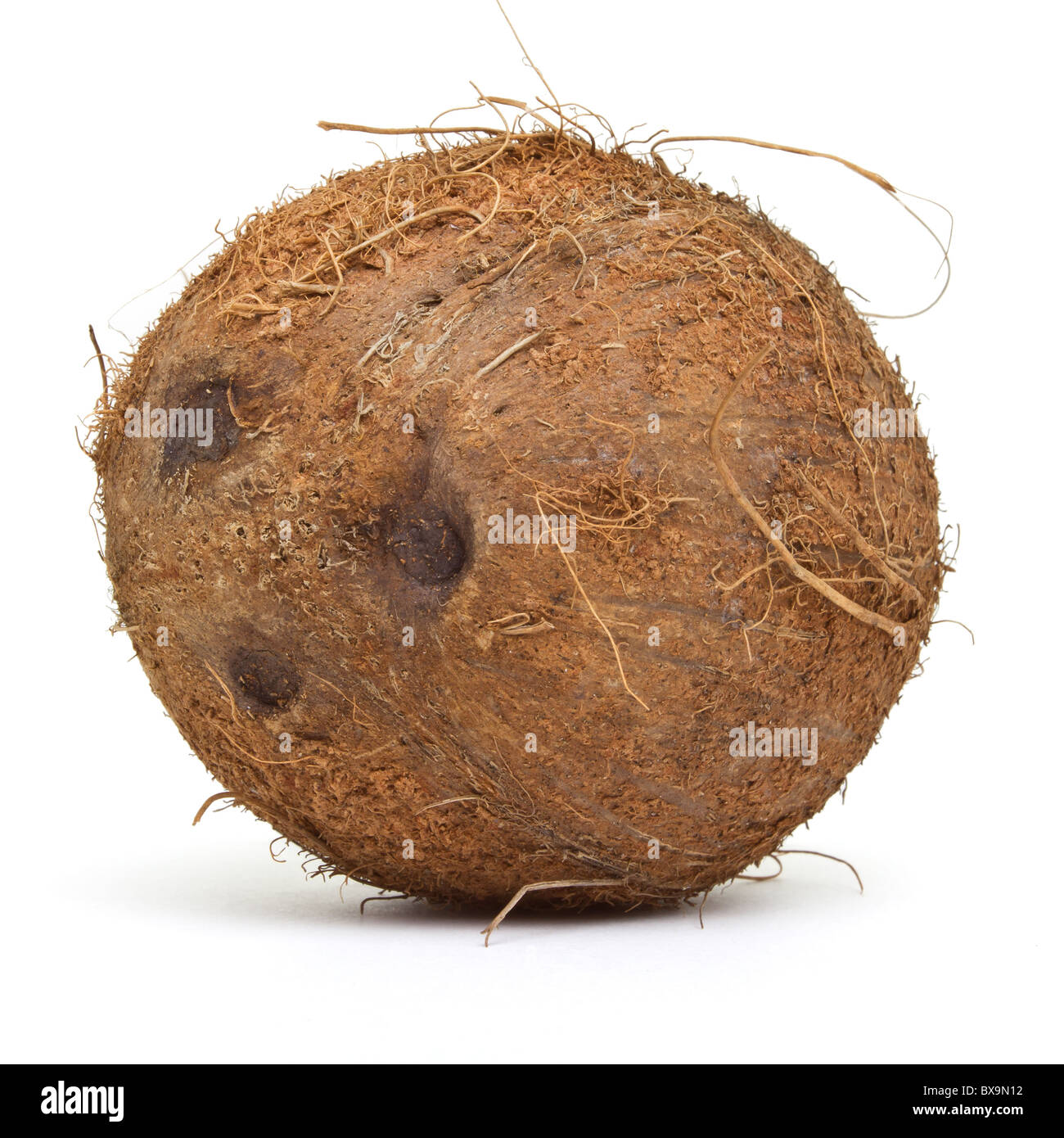 Single hairy Coconut from low perspective isolated on white Stock Photo ...