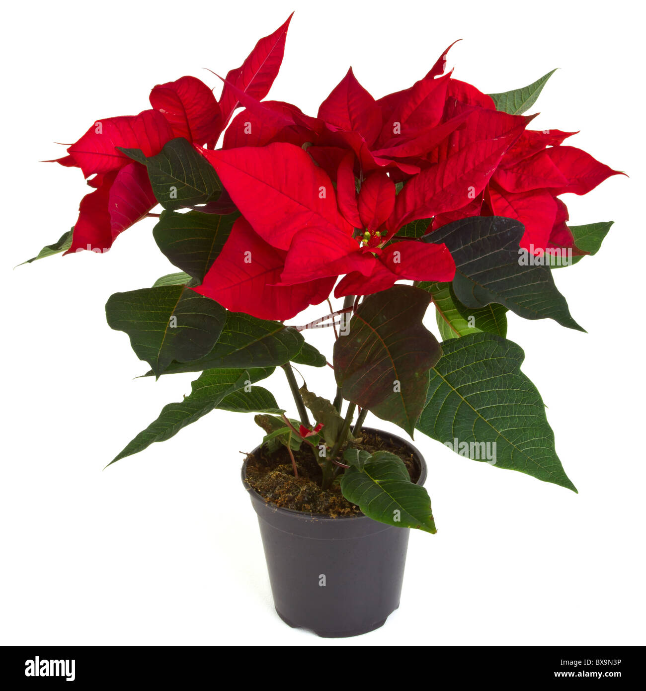 White Poinsettia Background