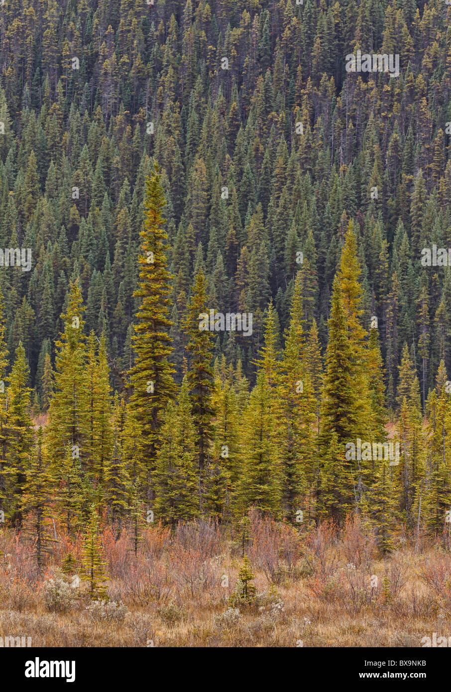 Saskatchewan crossing hi-res stock photography and images - Alamy