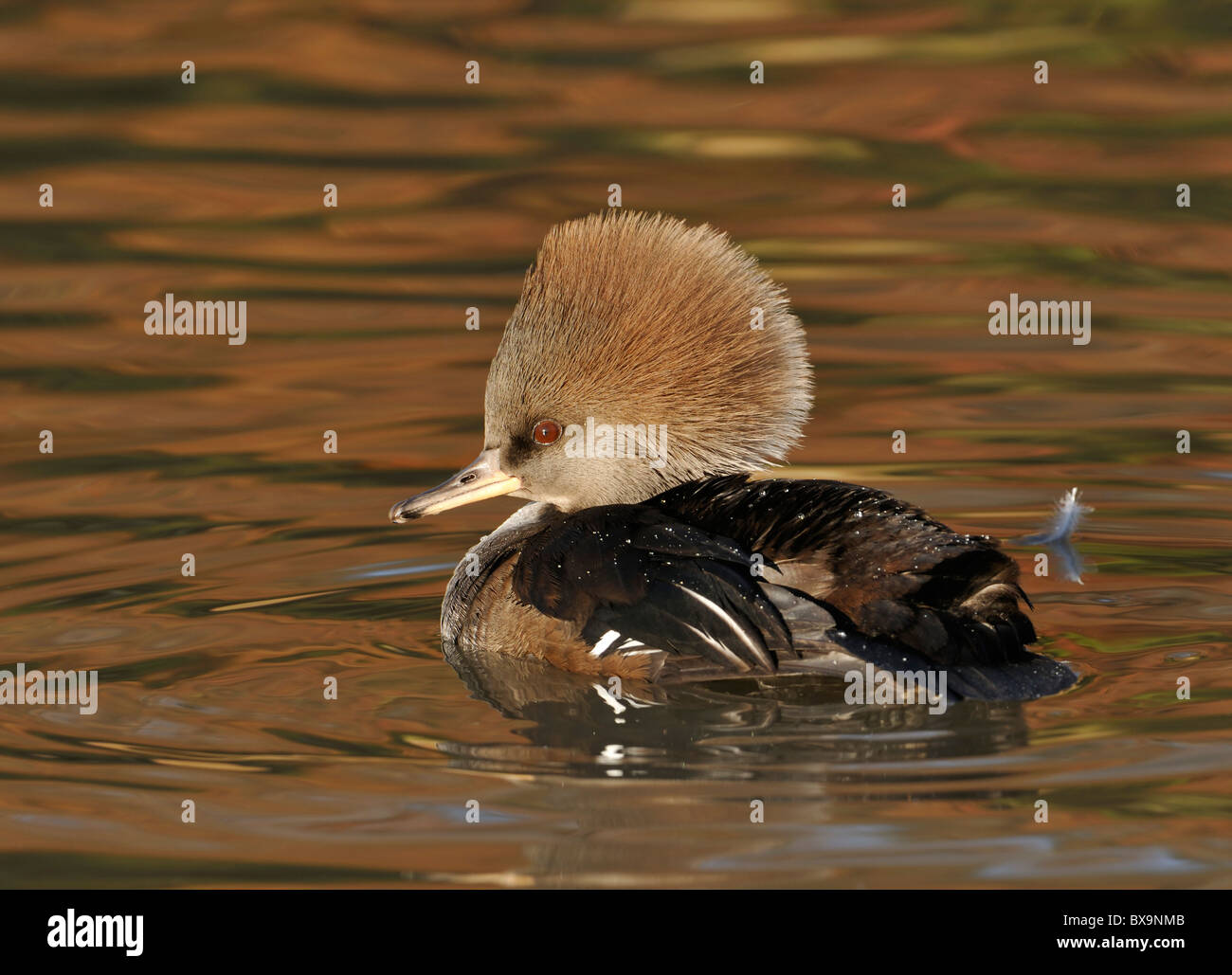 Hooded Merganser - Lophodytes Mergus cucullatus Female Stock Photo - Alamy