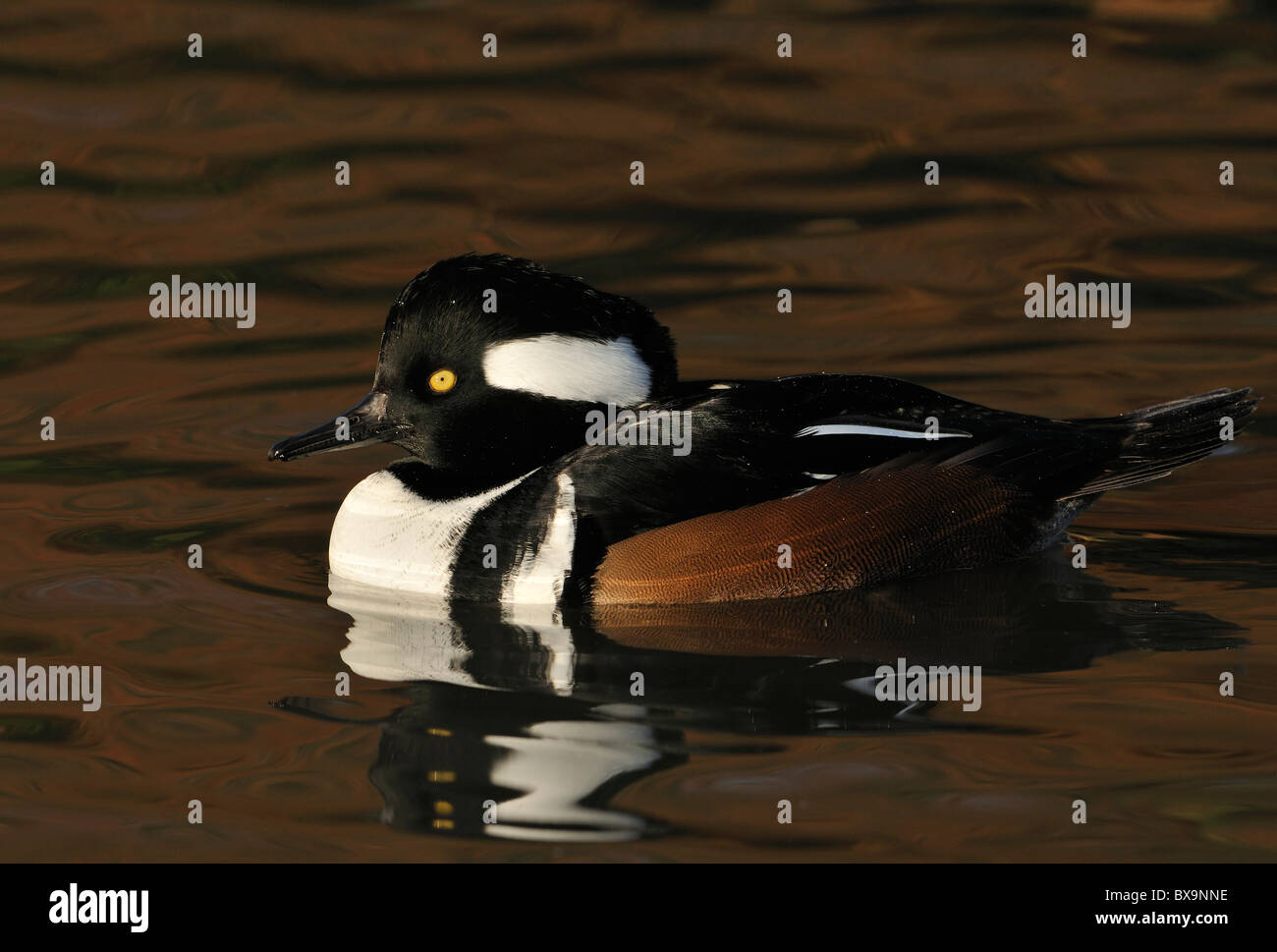 Hooded Merganser - Lophodytes Mergus cucullatus Male Stock Photo - Alamy
