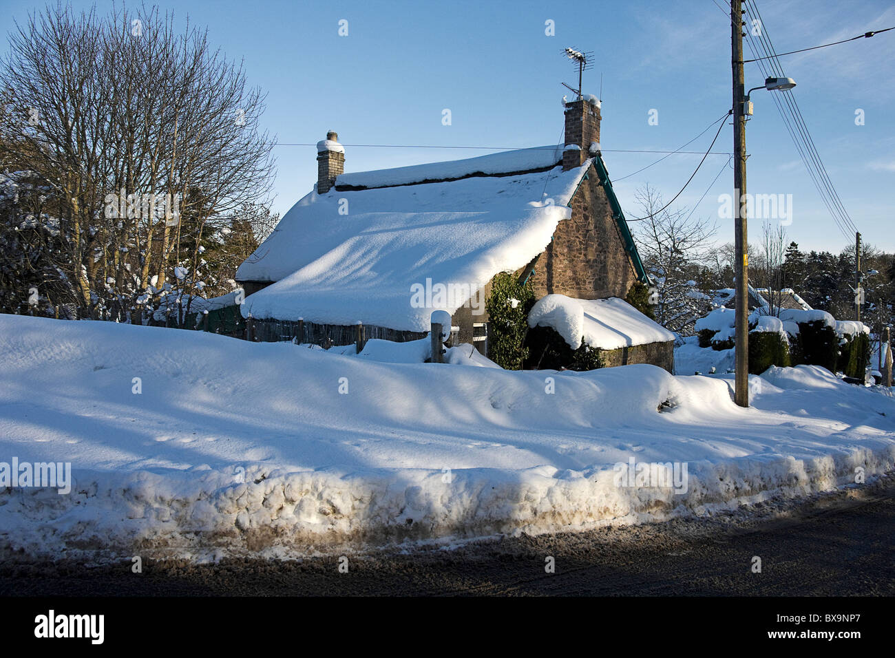Longformacus hi-res stock photography and images - Alamy